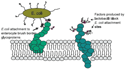 Adhesins, Escherichia Coli; Escherichia coli Adhesins