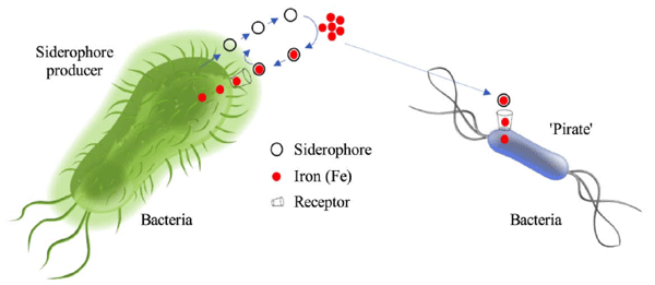 Structure-based antigen design: Targeting transferrin receptors to ...