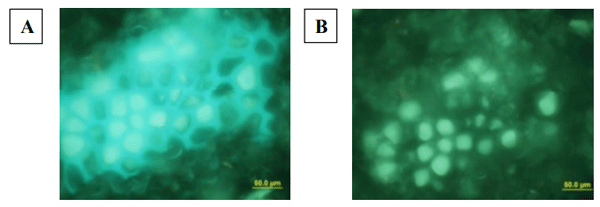 Contributions of Enzyme Technology to Poultry and Swine Nutrition ...