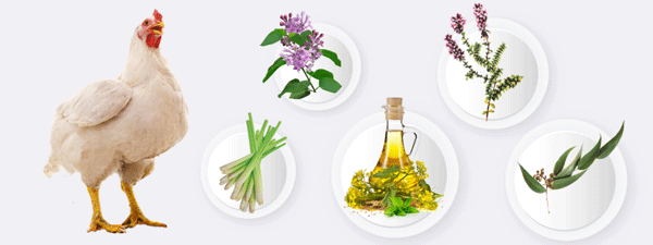 Phytogenic growth promoter, a promising alternative to antibiotics in ...