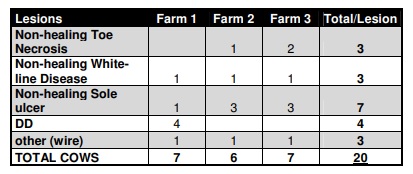 Toe necrosis and non-healing hoof lesions in commercial dairy herds in ...