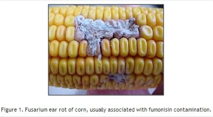 GMOs and Corn Mycotoxins | Engormix