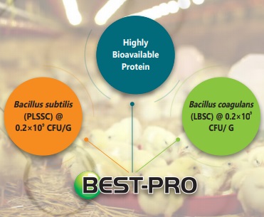 Use of highly bioavailable protein and probiotics in poultry feed ...