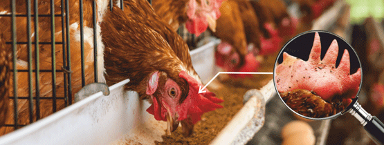 Growing Impact of Red Mites (Dermanyssus gallinae) on Birds: A Complete ...