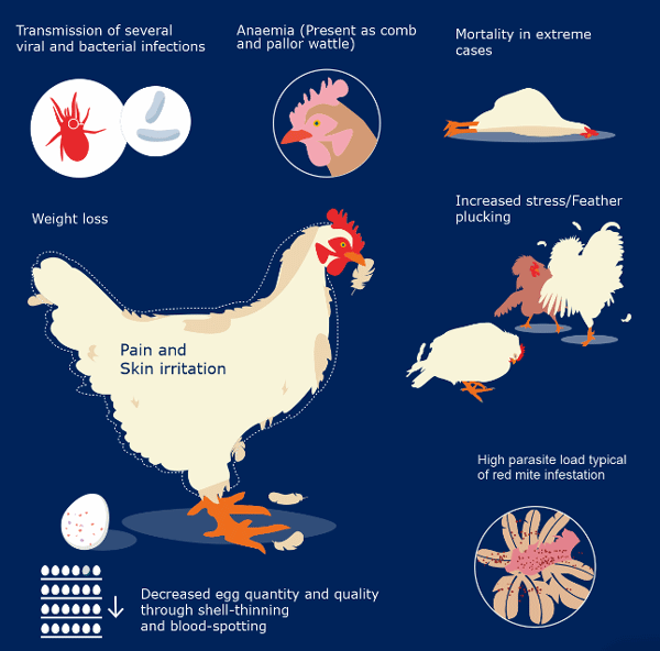 Chicken Mites Rash Poultry Red Mites MSD Animal Health Republic Of