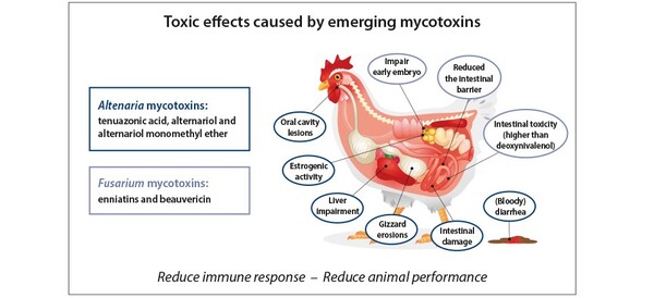 Emerging Mycotoxins: significantly present, highly toxic, and mostly ...