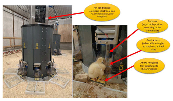 Bird-e – The Poultry E-Feeding System: Basis and Applications | Engormix