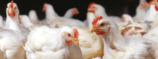 Adverse links between wet poultry litter, footpad dermatitis and common ...