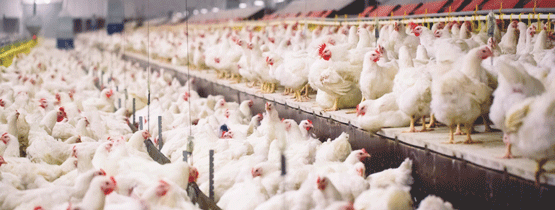 Challenging Re-emergence of Necrotic Enteritis in Poultry | Engormix