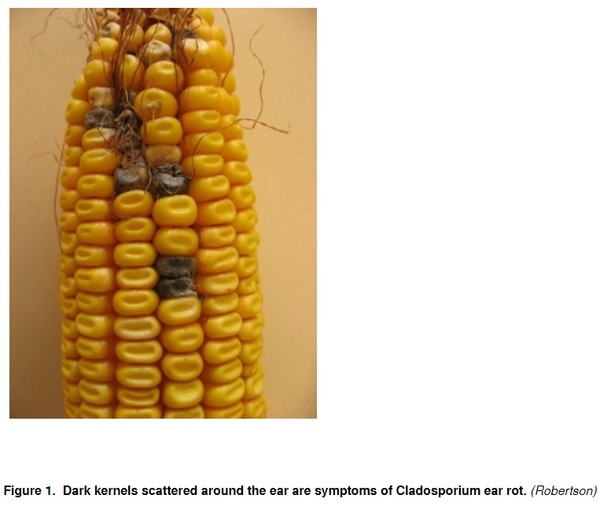 How Delayed Harvest Might Affect Ear Rots and Mycotoxin Contamination ...