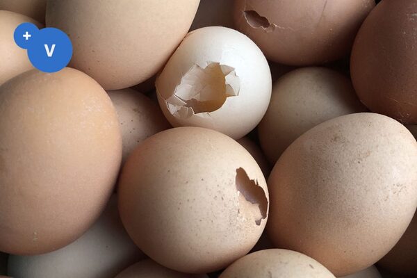Principal causes of cracked eggs | Engormix
