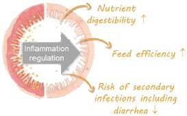 Digestibility – the link between gut integrity, performance and health ...