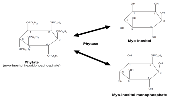 Contributions of Enzyme Technology to Poultry and Swine Nutrition ...