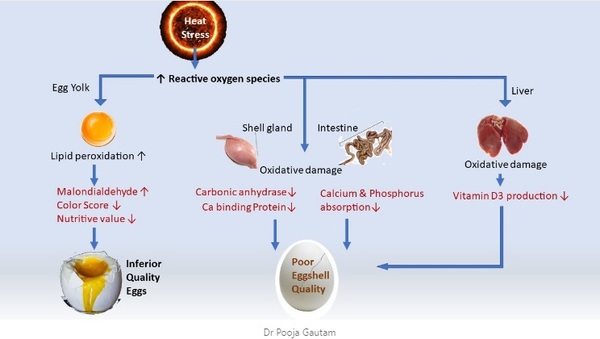 Mechanism of Poor Egg Quality in Summer | Engormix