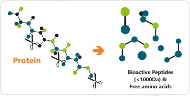 Use of hydrolyzed bioactive protein peptides in poultry feed to improve ...