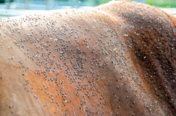 Causes Costs And Effects Of Flies In Beef Cattle Engormix