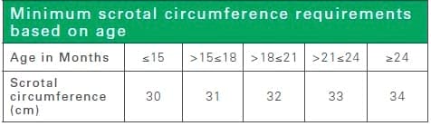 Bull Fertility and Reproduction | Engormix
