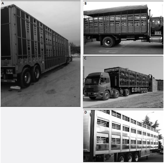 Market Pig Transport | Engormix