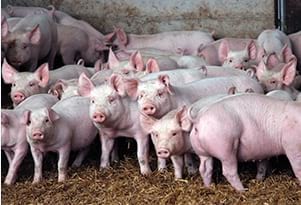 Porcine Respiratory Disease Complex (PRDC): What is it and how do we ...