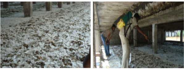 "Look Beyond Chemicals": An alternative Approach to Control Fly ...