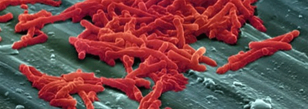 The vicious cycle of necrotic enteritis in layers | Engormix