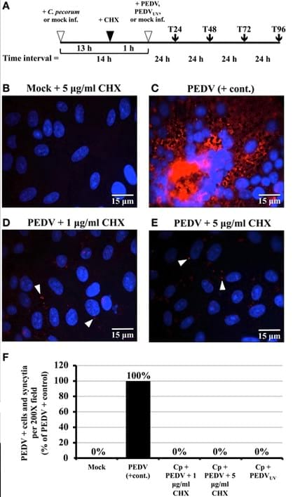Porcine epidemic diarrhea virus (PEDV) co-infection induced chlamydial ...