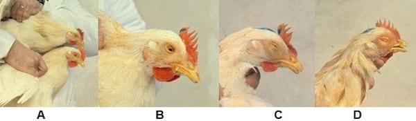 Infectious Coryza | Engormix