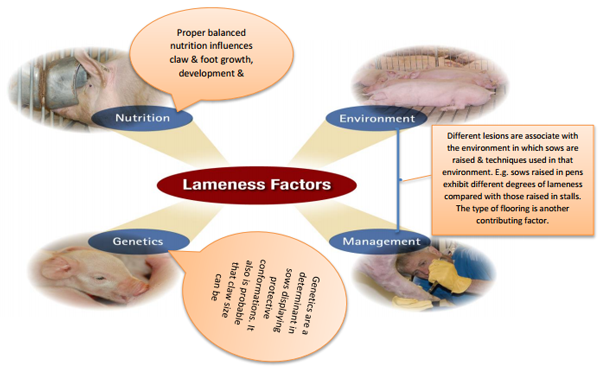 Sow lameness overview in the South African pig industry | Engormix