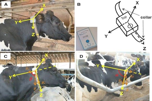 Classification Of Behaviour In Housed Dairy Cows Using An Accelerometer