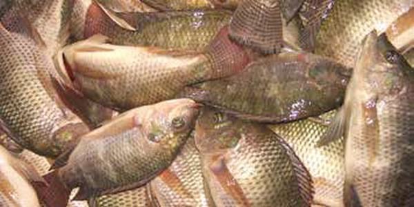 Bangladesh: Improving productivity of tilapia in ponds | Engormix