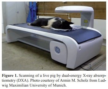 Imaging technologies to study the composition of live pigs: a review ...