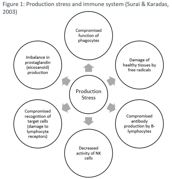 Production stress: consequence of high performance | Engormix