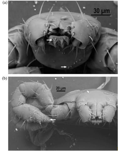 Boophilus Microplus Common Name