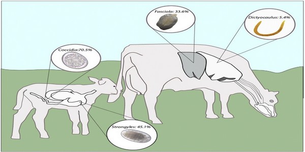 Survey of gastrointestinal parasites, liver flukes and lungworm in ...