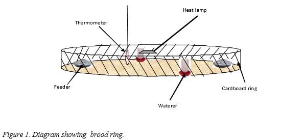 Housing and Confinement for the Backyard Flock | Engormix