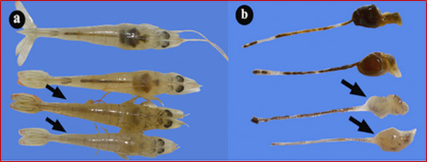 Functionary Properties of Hepatopancreas in Shrimp & Its Protection for ...