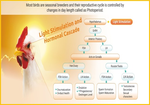 Light Management in Breeder: know more… | Engormix