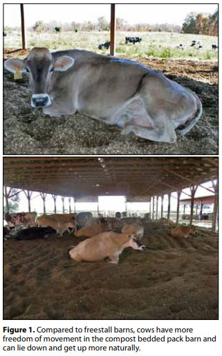 Compost Bedded Pack Barn Design. Features and Management Considerations ...
