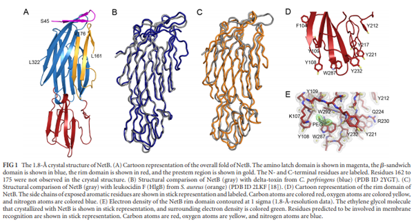 Structural and Functional Analysis of the Pore-Forming Toxin NetB from ...