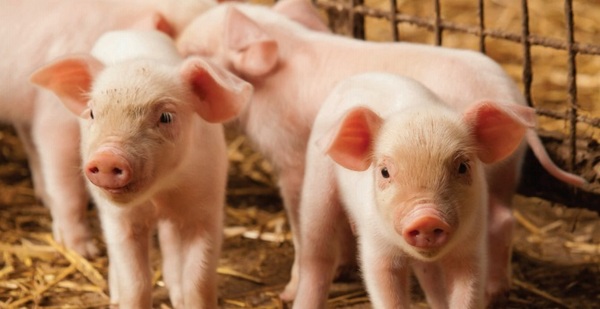 Optimizing piglet performance through appetite stimulation and gut ...
