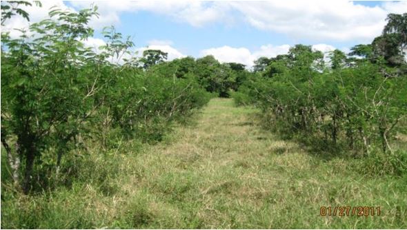 Use and performance of leucaena (Leucaena leucocephala) in Venezuelan ...