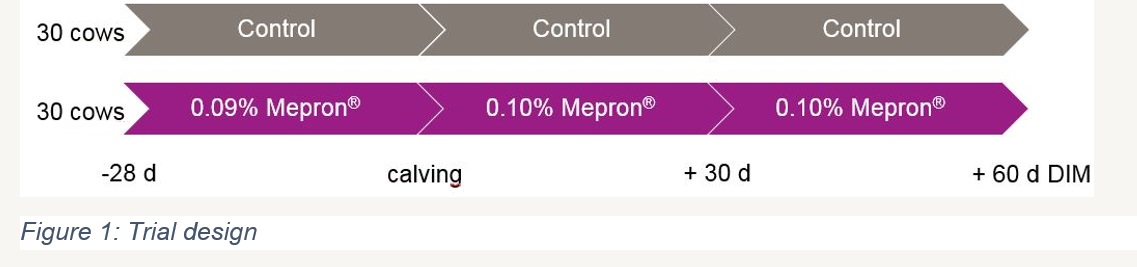 Mepron® supplementation during the transition phase and in early ...
