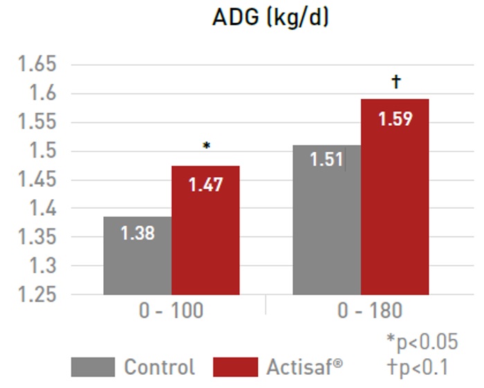 Solid growth starts with proper nutrition - Engormix