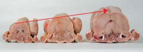 Synbiotics and gut health | Engormix