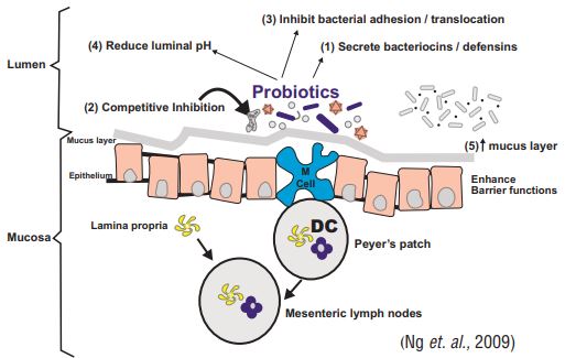 Synbiotics and gut health - Engormix