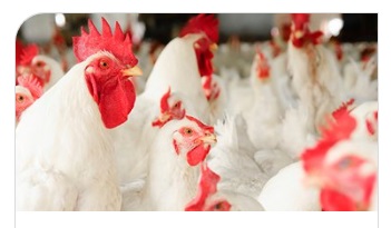 The Power of Stabilized Enzymes in Poultry Feed | Engormix