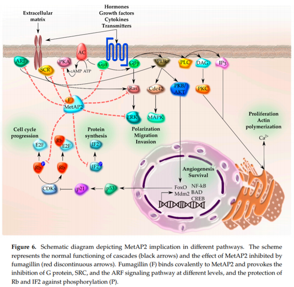 Fumagillin, a Mycotoxin of Aspergillus fumigatus: Biosynthesis ...