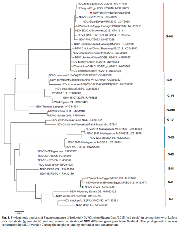 Efficacy of inactivated velogenic Newcastle disease virus genotype VII ...