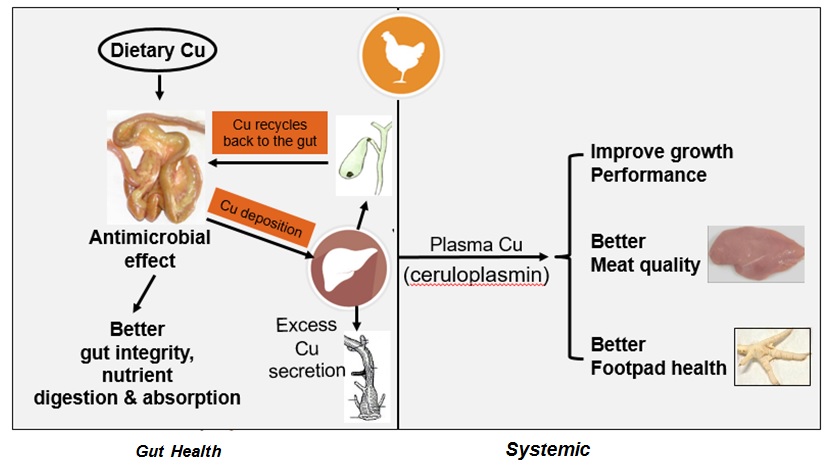Benefits of Chelated Copper in Poultry Diet | Engormix