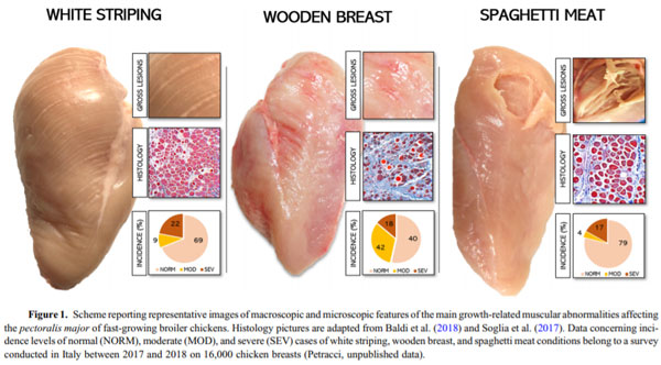 Current Status of Poultry Meat Abnormalities | Engormix